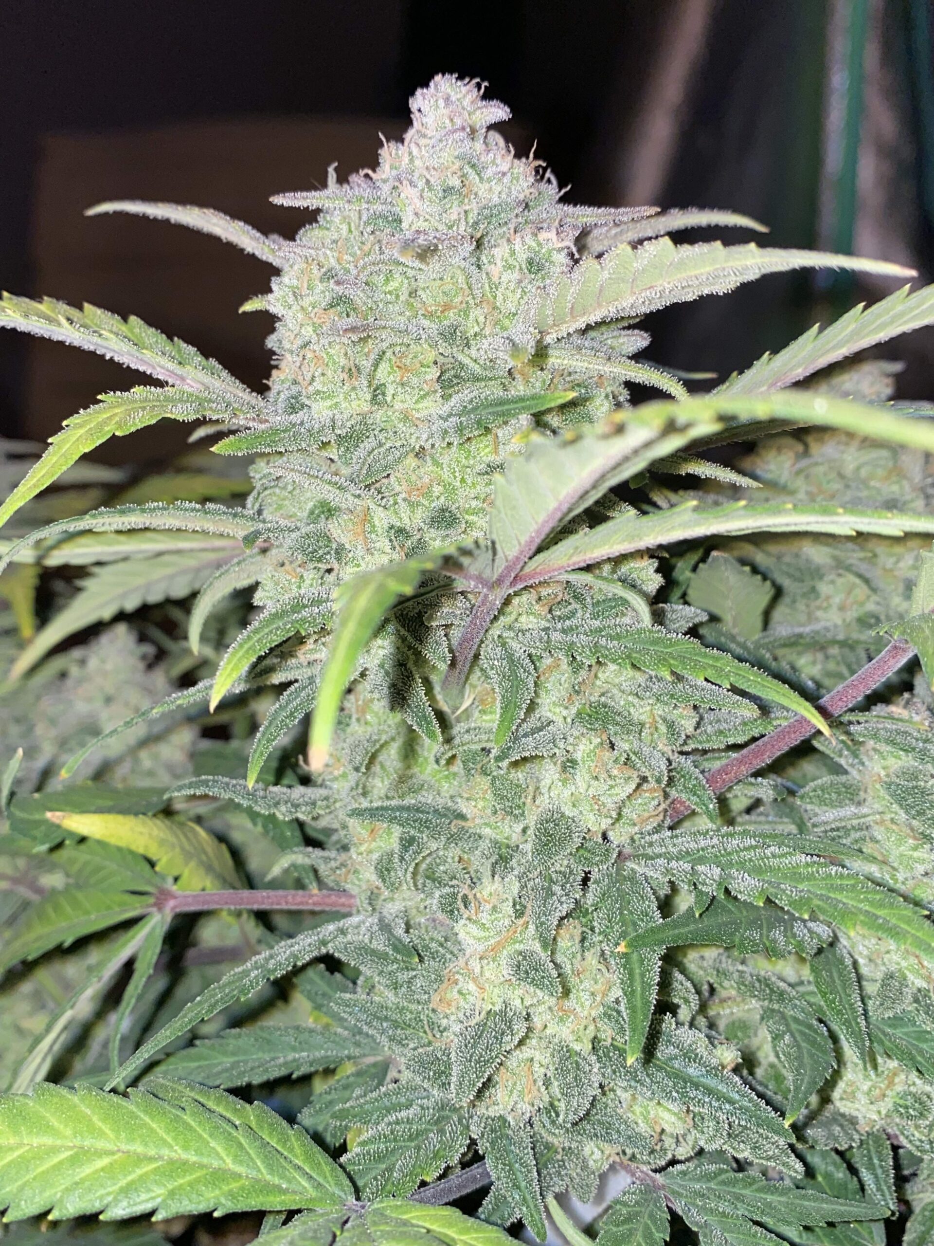 FastBuds Chemdawg Auto Seeds | Potent & Compact | Grow Depot Ozarks