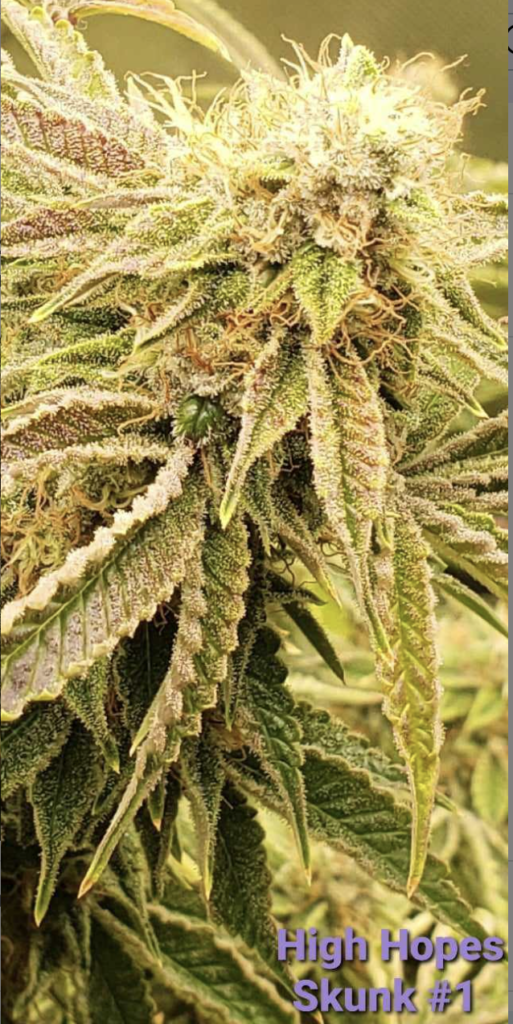 Skunk #1 Seeds | Classic Strain | Grow Depot Ozarks