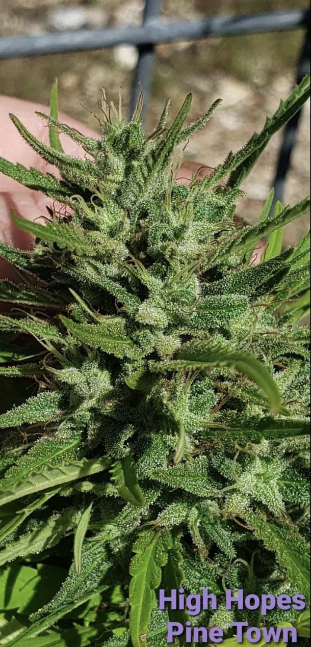 High Hopes Pinetown Seeds: Fragrant & Pest-Resistant Hybrid - Grow ...
