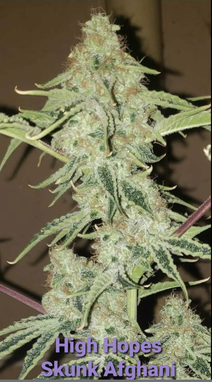 Skunk Afghani Seeds | Potent Hybrid | Grow Depot Ozarks